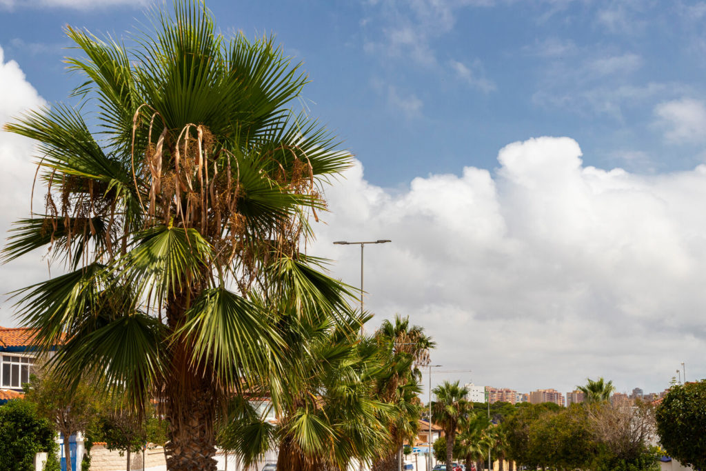 Iluminação de estradas Urbanización Río Seco (Murcia) - Prilux